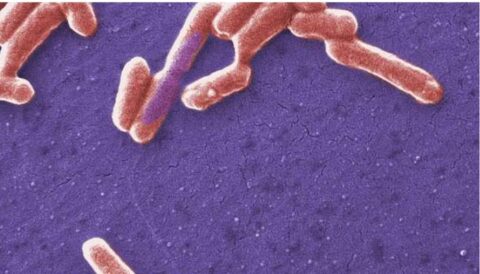 Bug Library - ACIPC - Australasian College for Infection Prevention and ...